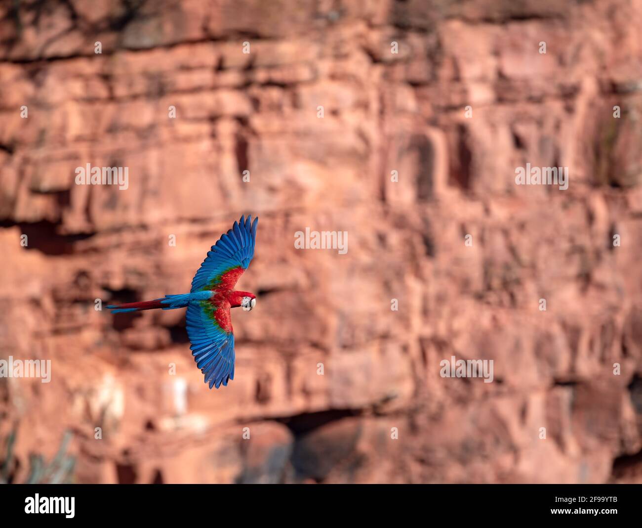 Flying red and green macaws in South Pantanal/Brazil Stock Photo - Alamy