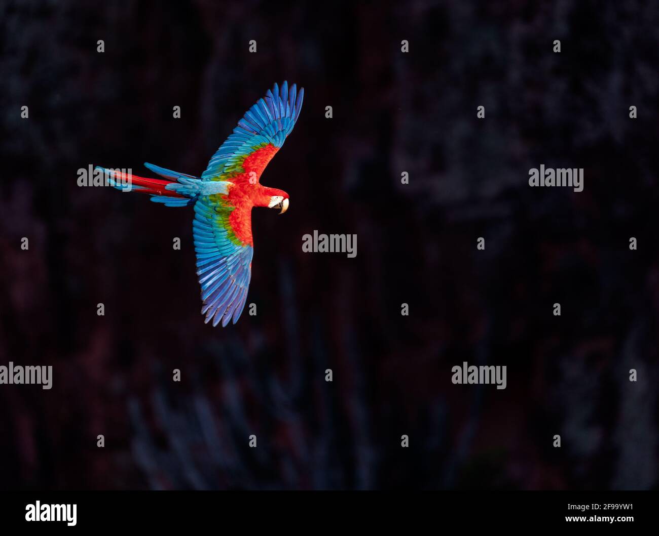 Flying red and green macaws in South Pantanal/Brazil Stock Photo - Alamy