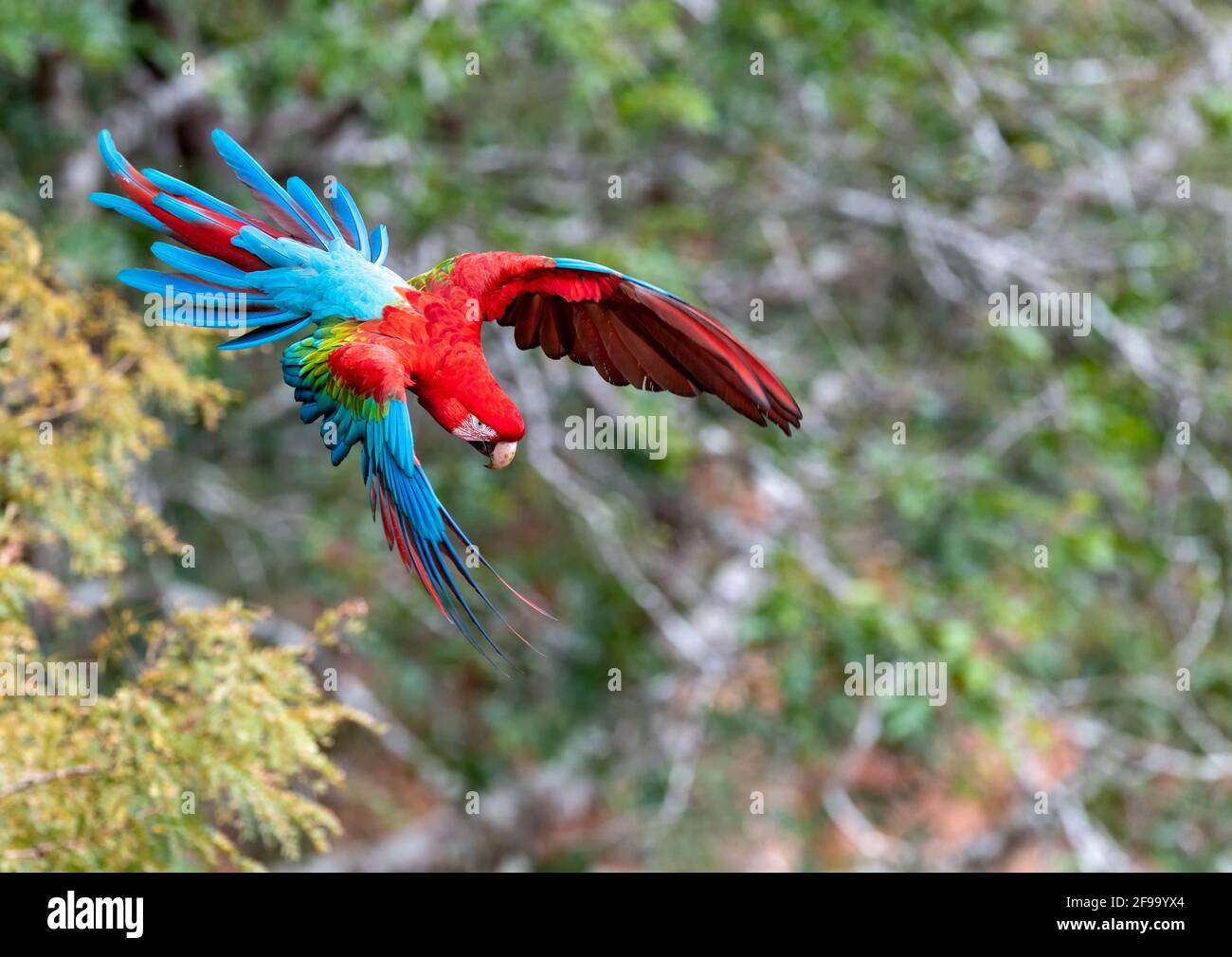Flying red and green macaws in South Pantanal/Brazil Stock Photo - Alamy