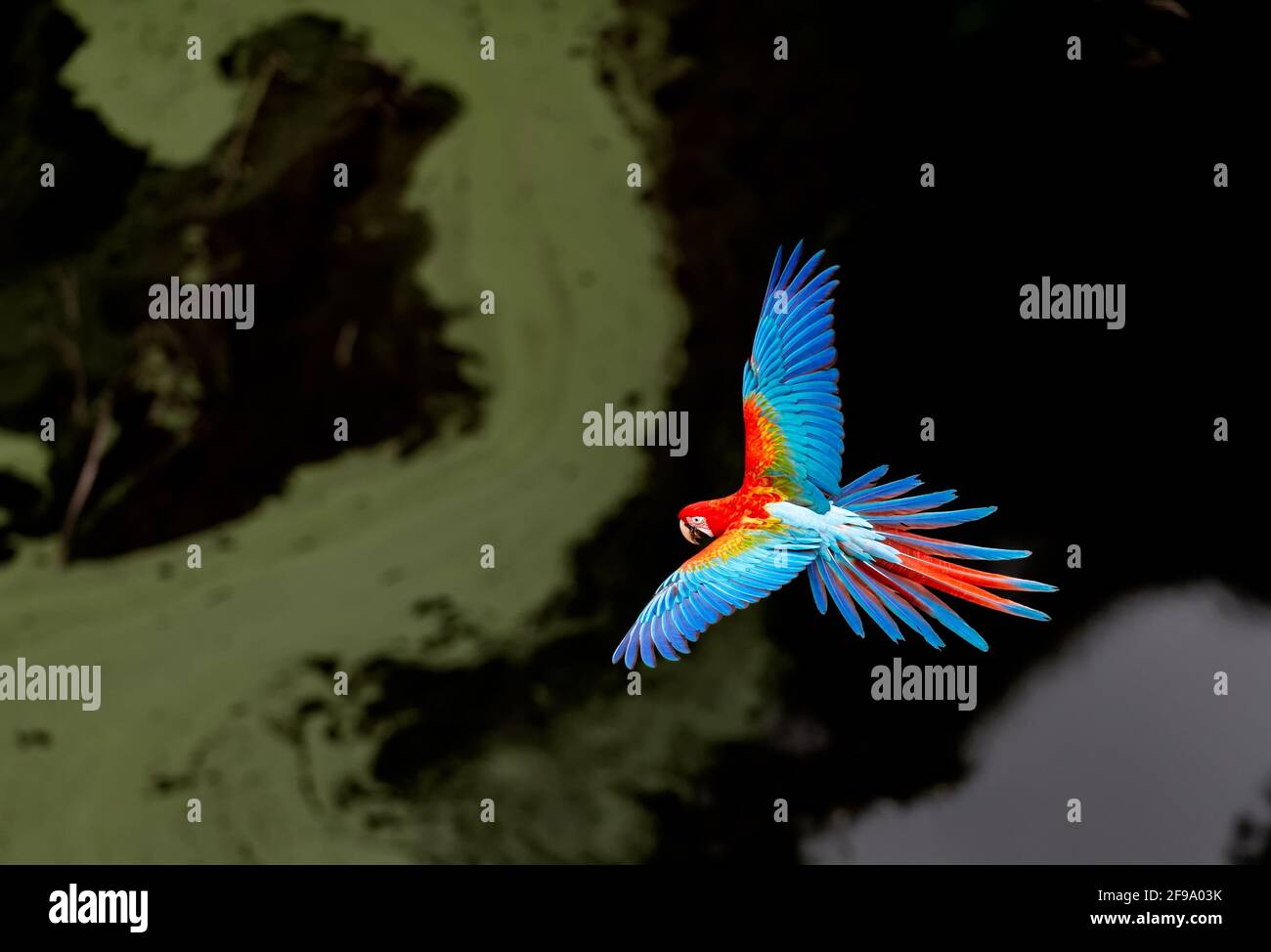 Macaws flying hi-res stock photography and images - Alamy