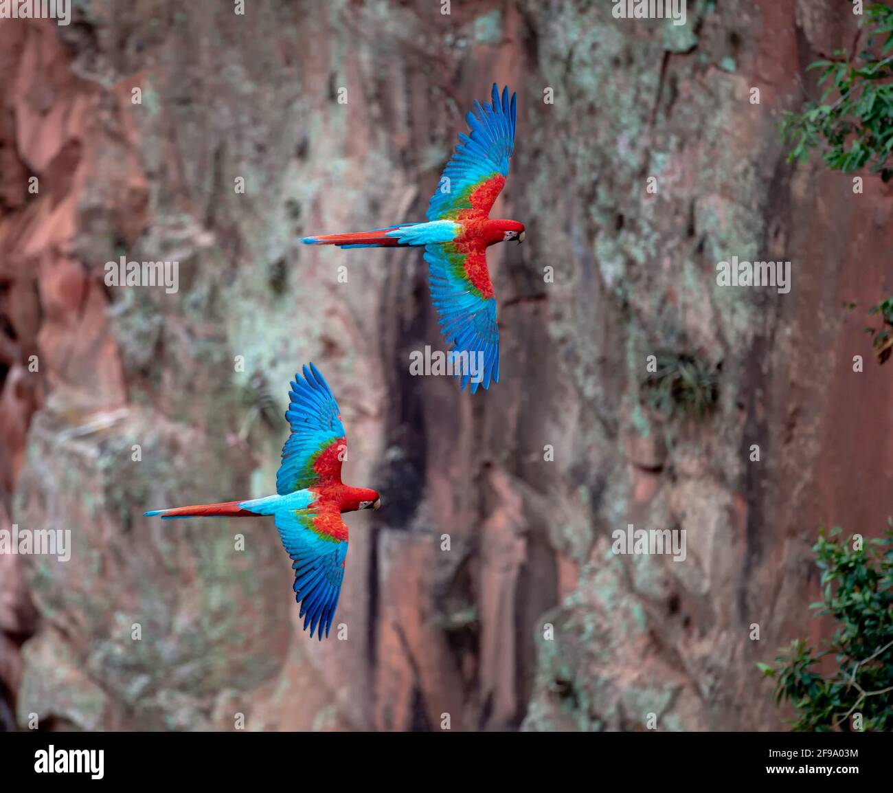 Macaws of south america hi-res stock photography and images - Alamy
