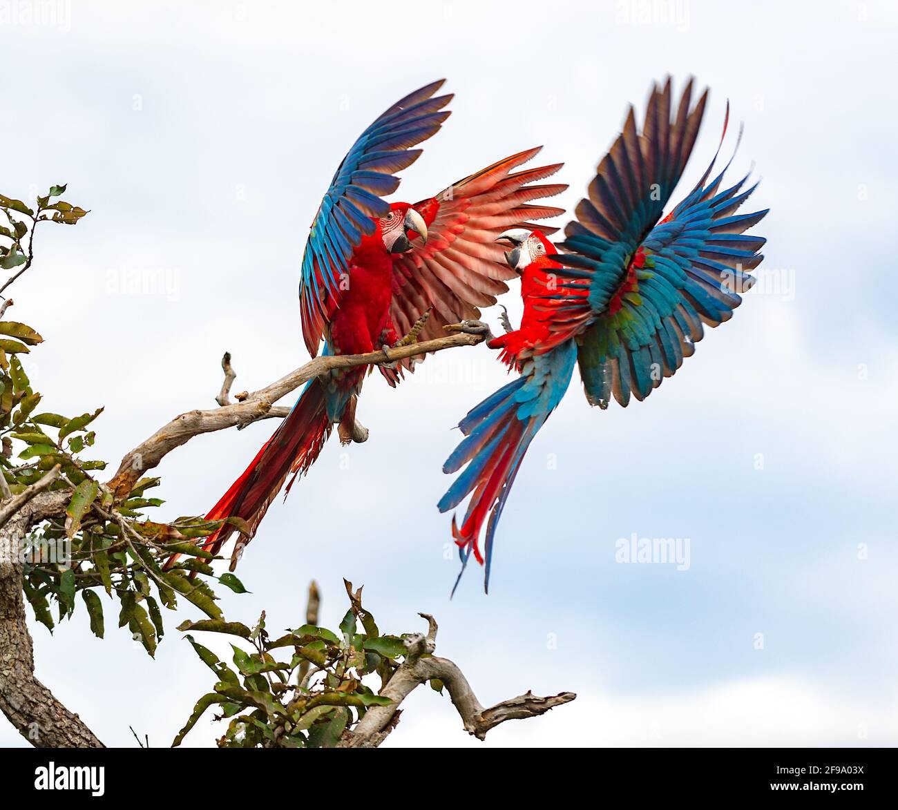 Flying red and green macaws in South Pantanal/Brazil Stock Photo - Alamy
