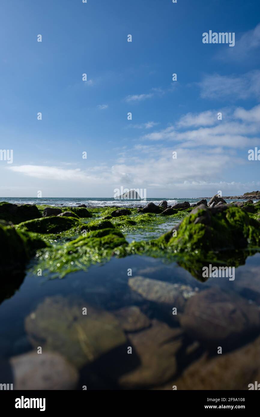 Rockpools Wildlife High Resolution Stock Photography and Images - Alamy