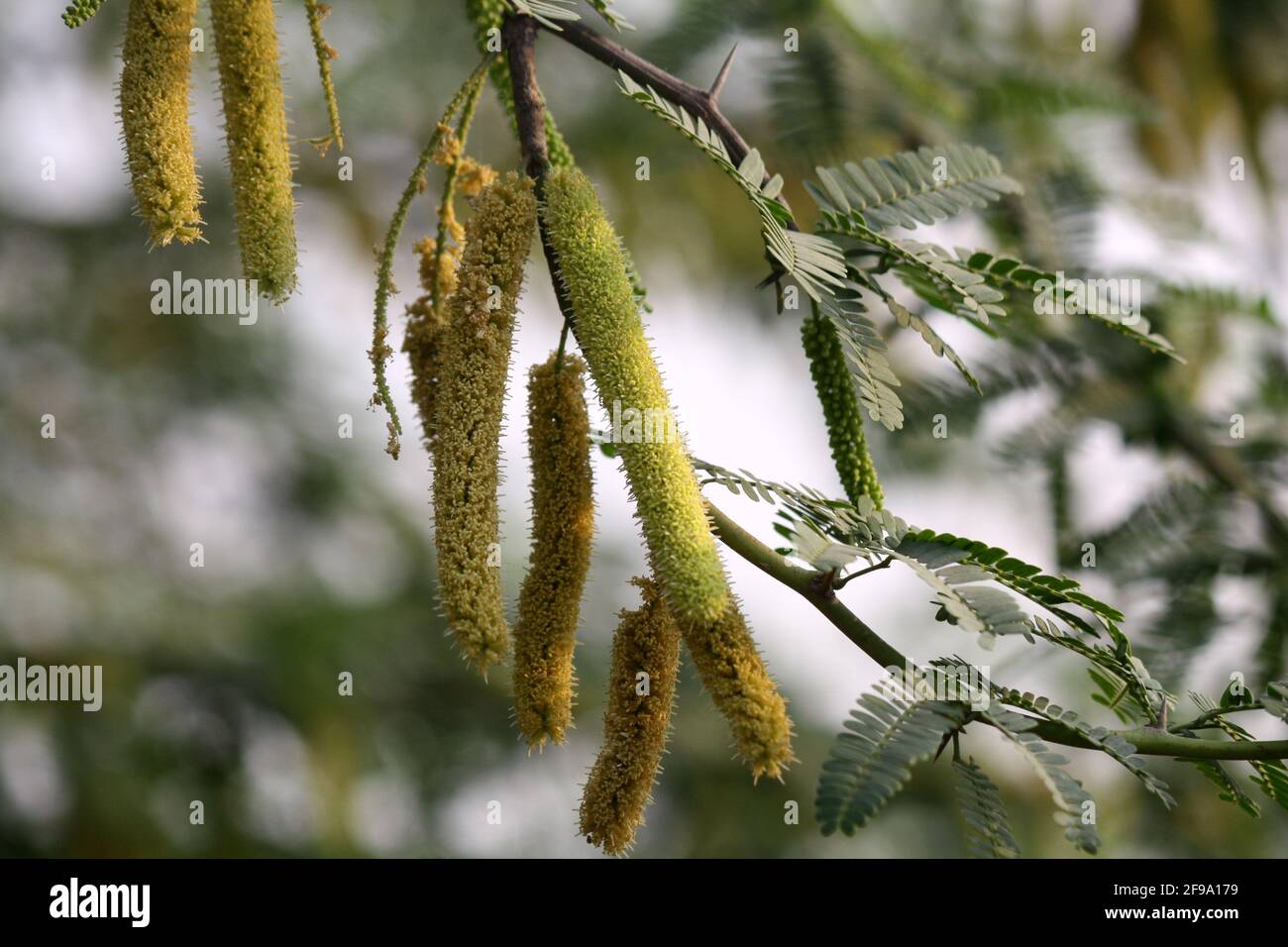 Prosopis Juliflora Bonsai