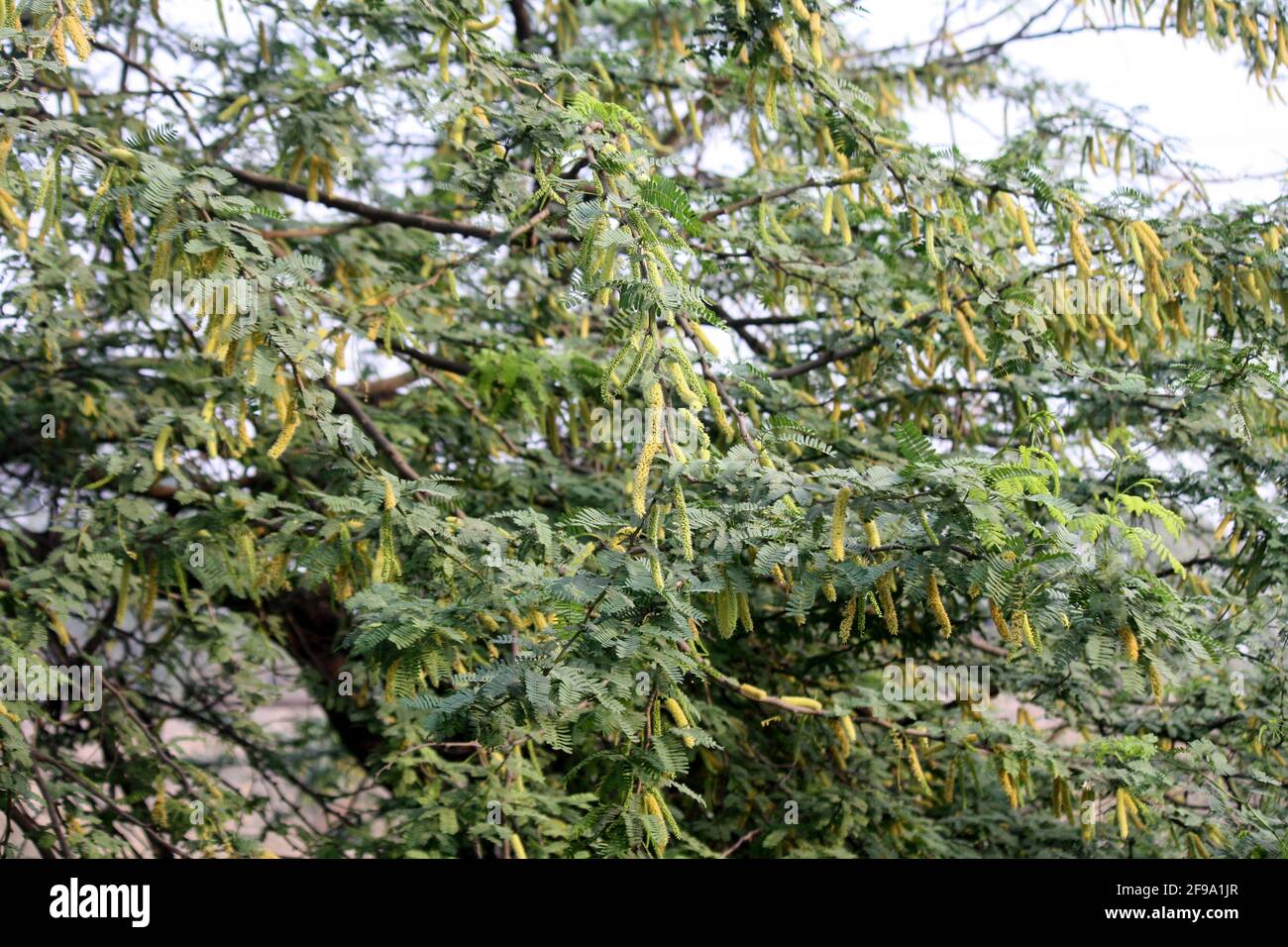 Long-thorn kiawe or Babul (Prosopis juliflora) with cylindrical ...