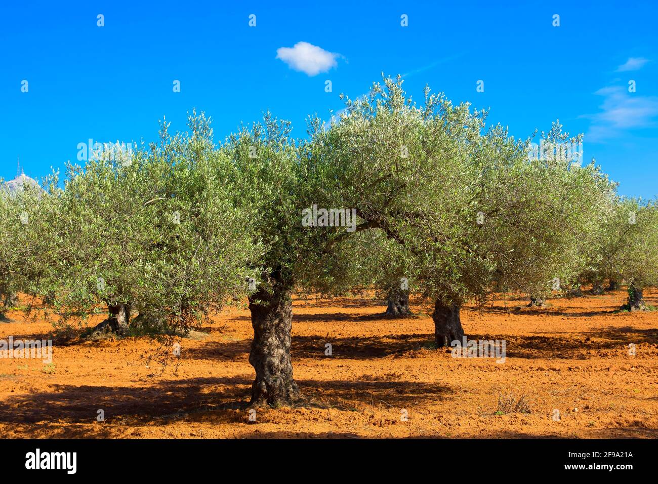 Olive tree in Crete Stock Photo - Alamy