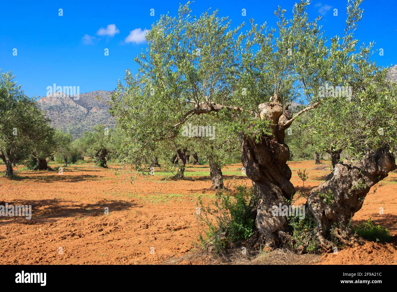 Olive tree in Crete Stock Photo - Alamy