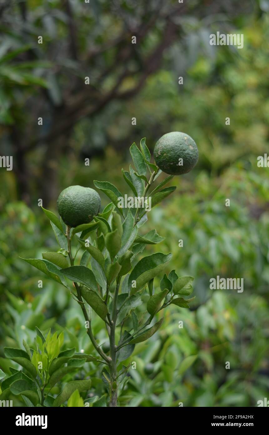 Immature lemon fruit hi-res stock photography and images - Alamy