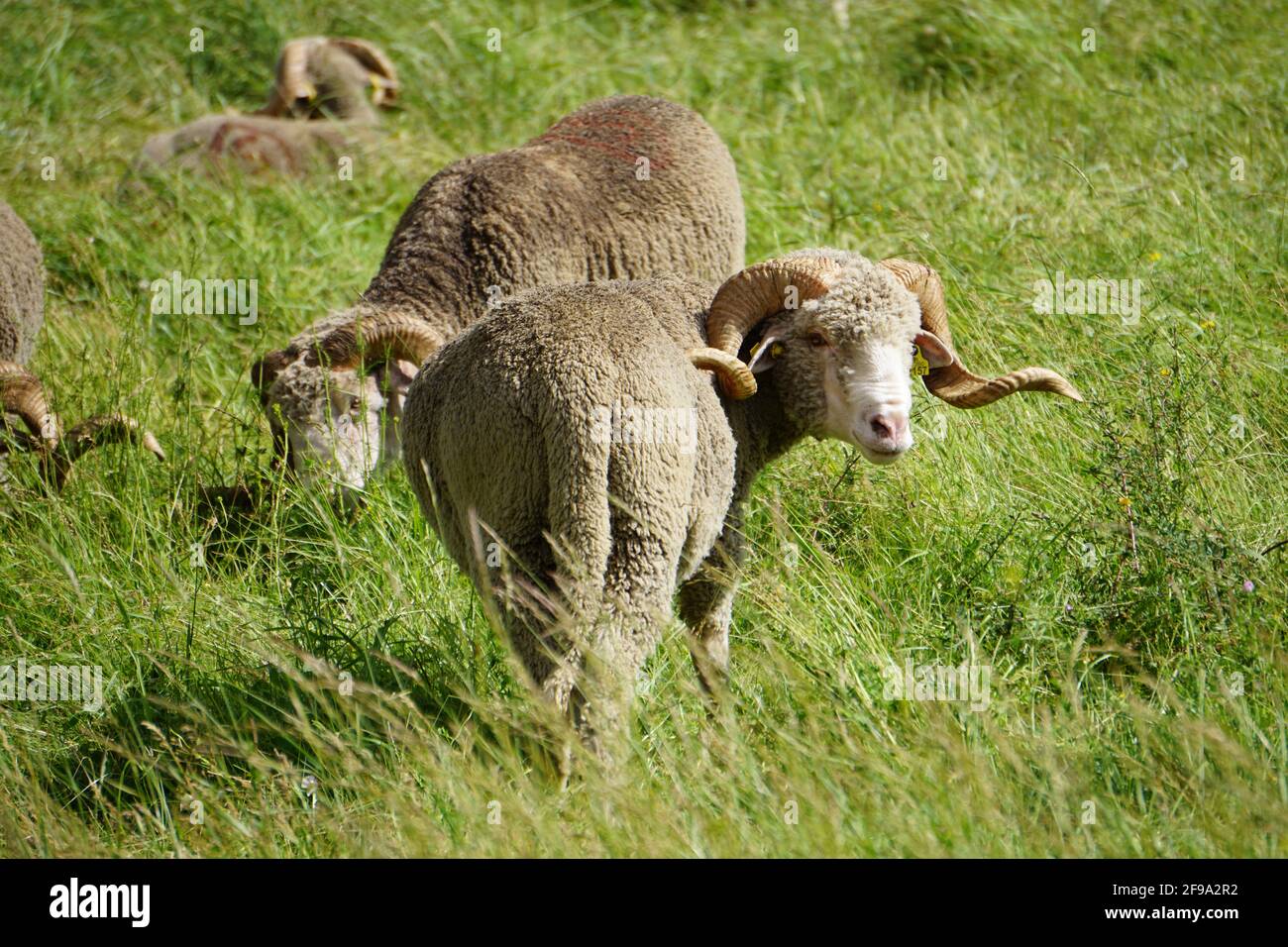 Curvy Horn High Resolution Stock Photography and Images - Alamy