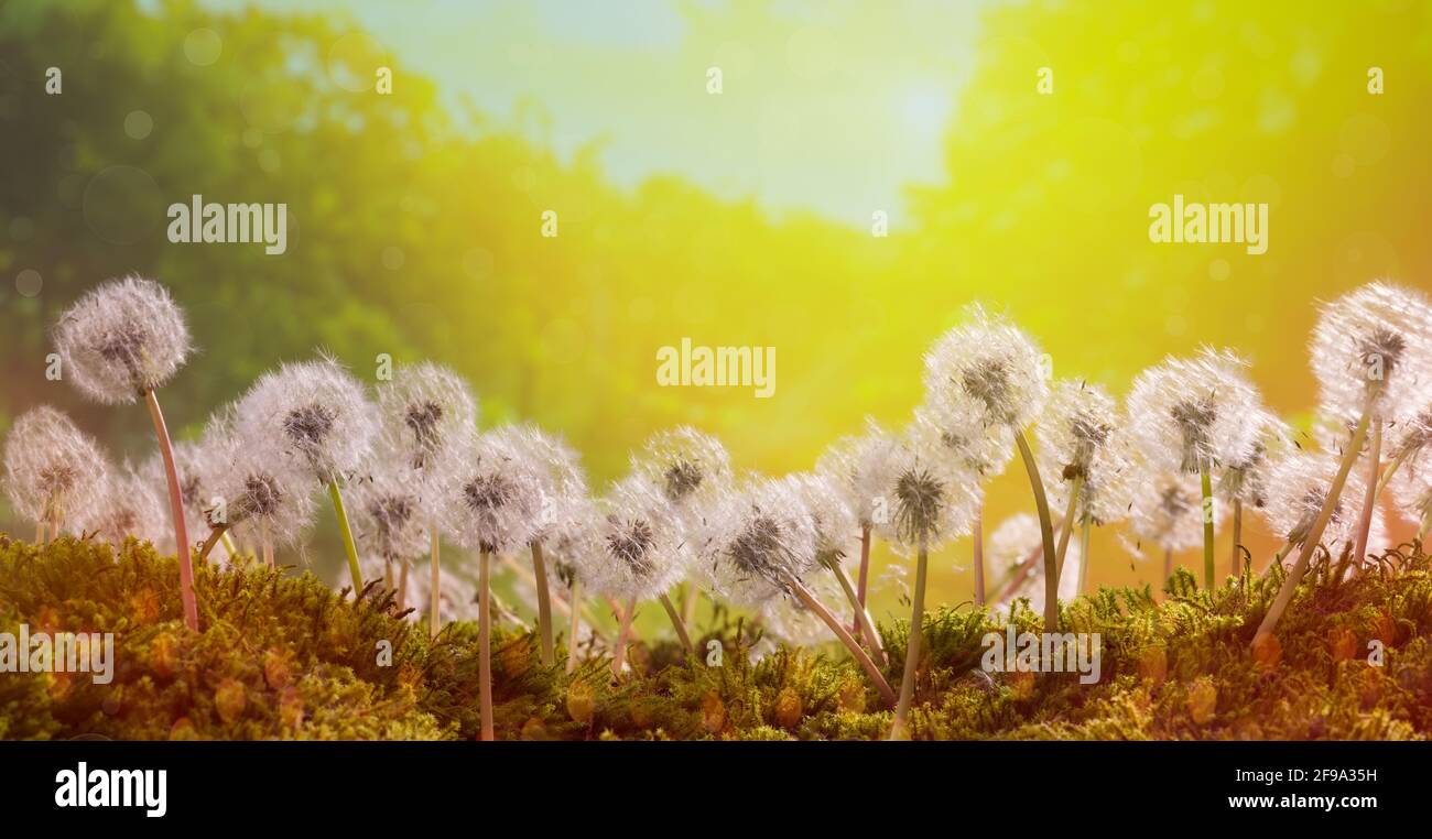 Dandelion Near The Field At Sunset Stock Photo - Alamy