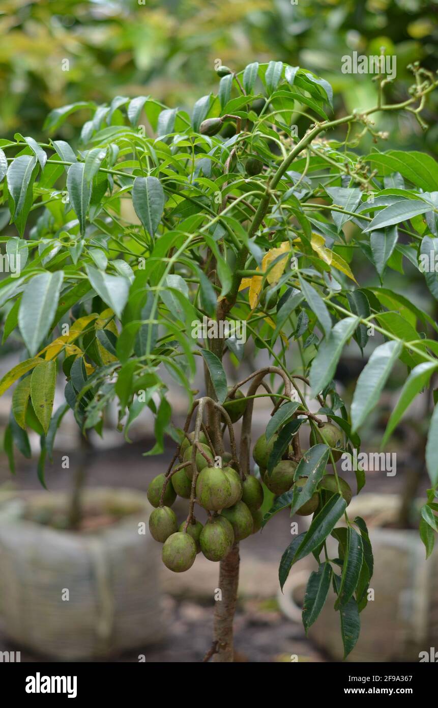 Golden apple fruit and its leaves Stock Photo - Alamy