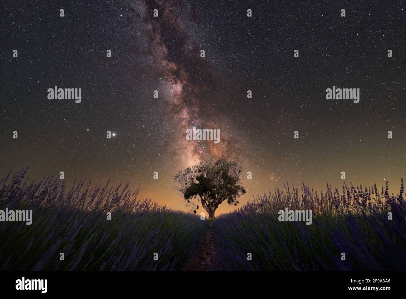 Milky way rises behind single tree in the lavender field hi-res stock ...