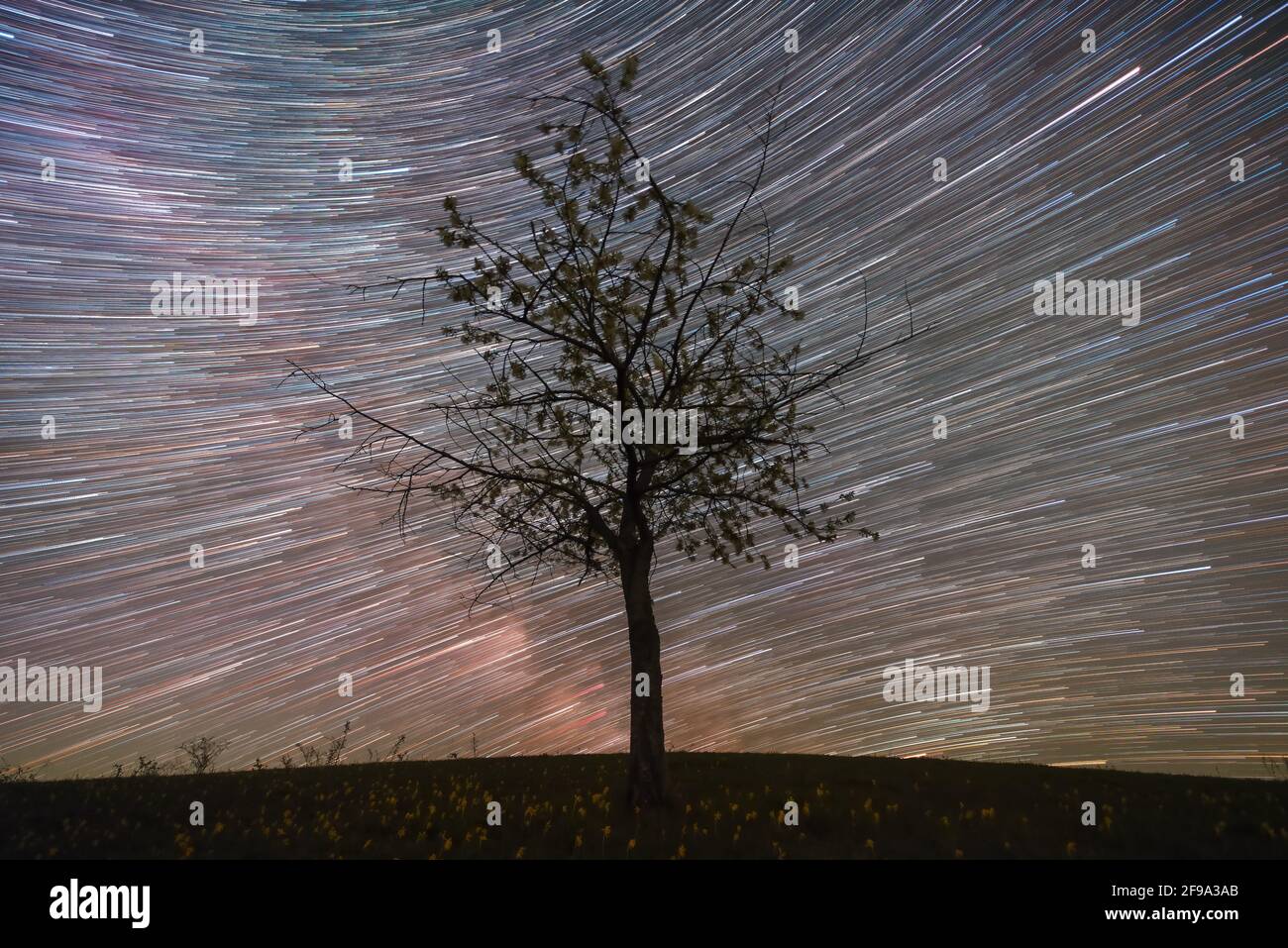 Startrails run behind a single tree hi-res stock photography and images ...