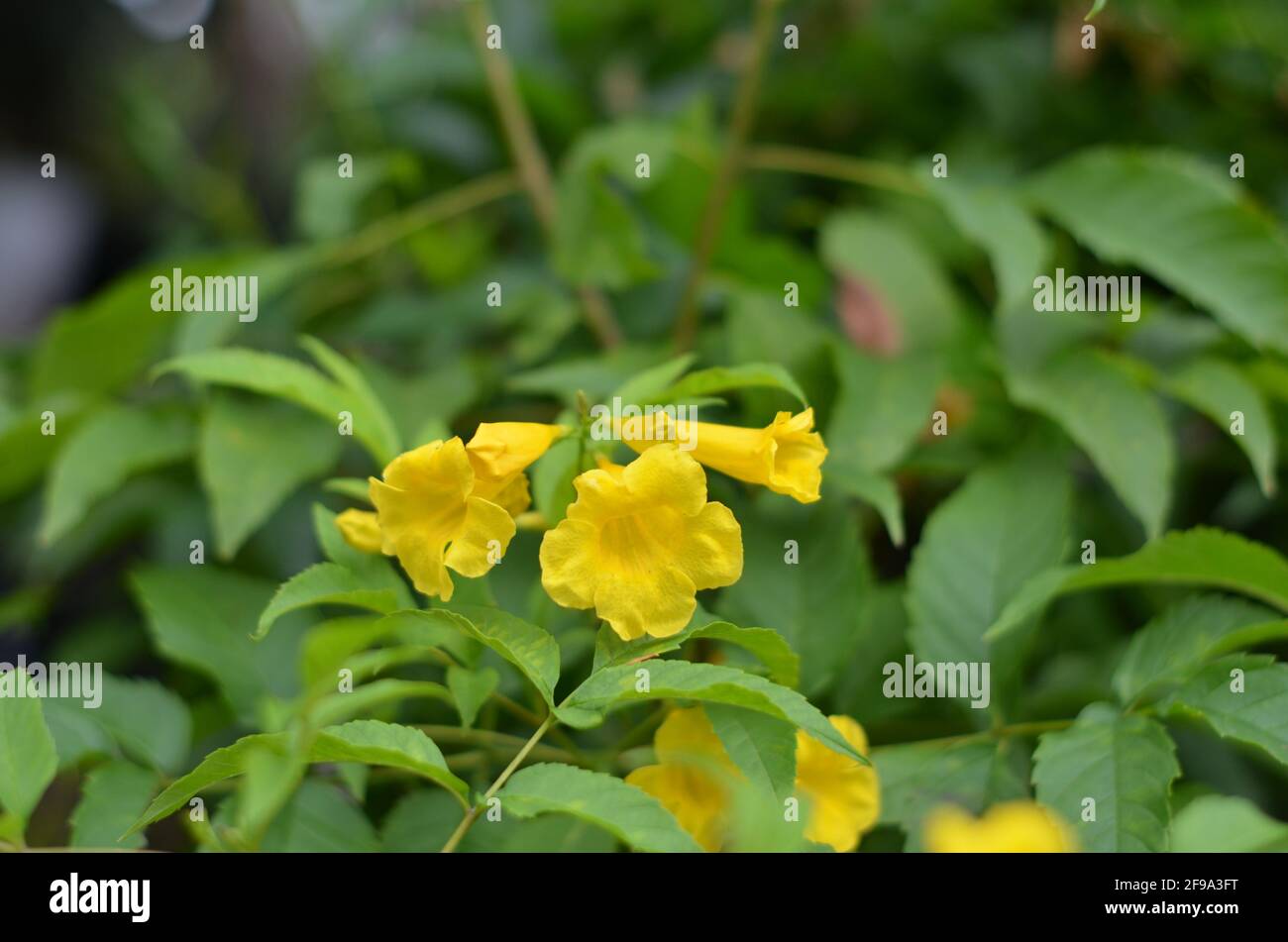 Yellow angels hi-res stock photography and images - Alamy