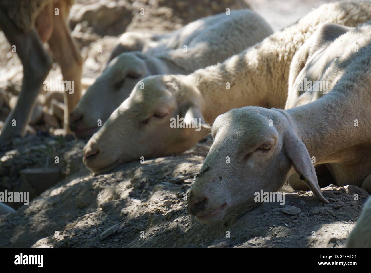 Sheep faces hi-res stock photography and images - Alamy
