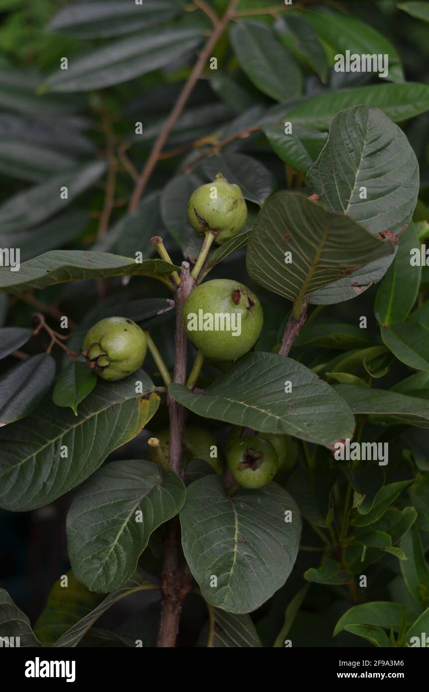 Jambu hijau hi-res stock photography and images - Alamy