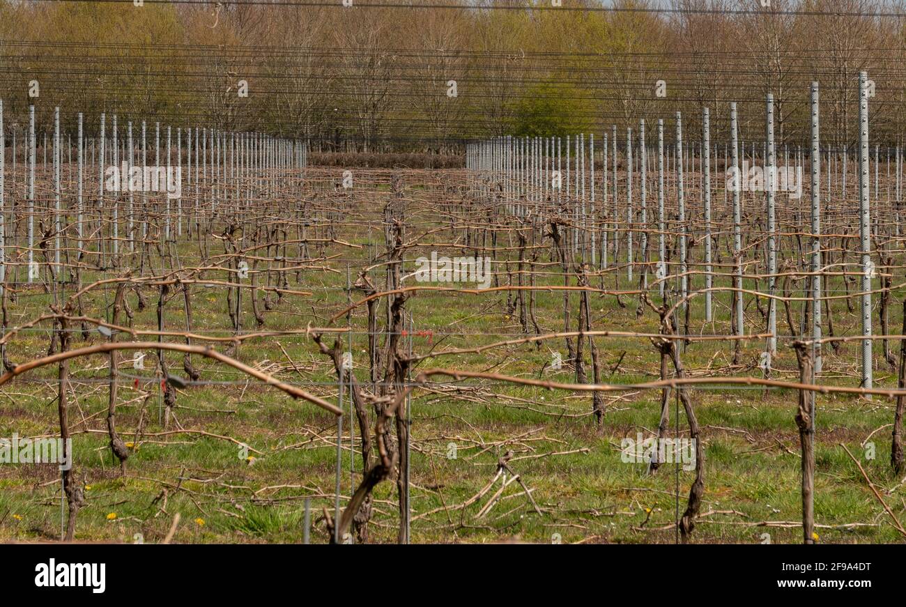 Pruned vines hi-res stock photography and images - Alamy