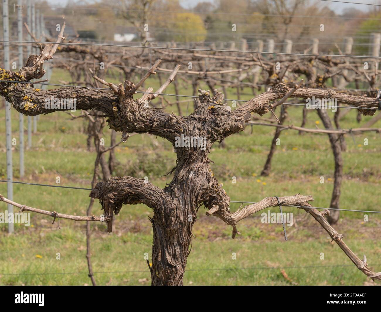 Fixed plants hi-res stock photography and images - Alamy