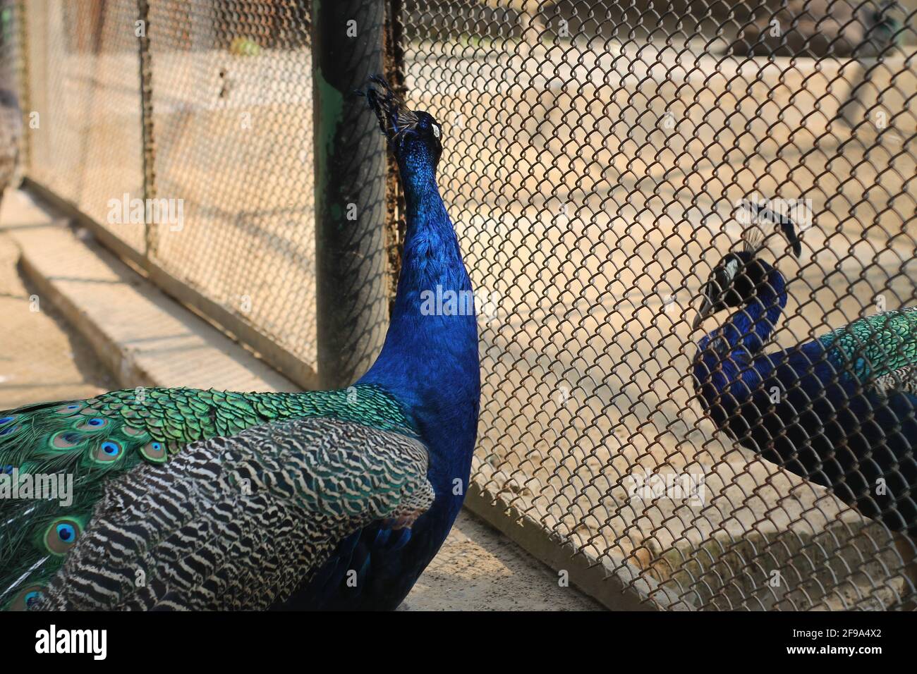 Two male peacocks hi-res stock photography and images - Alamy