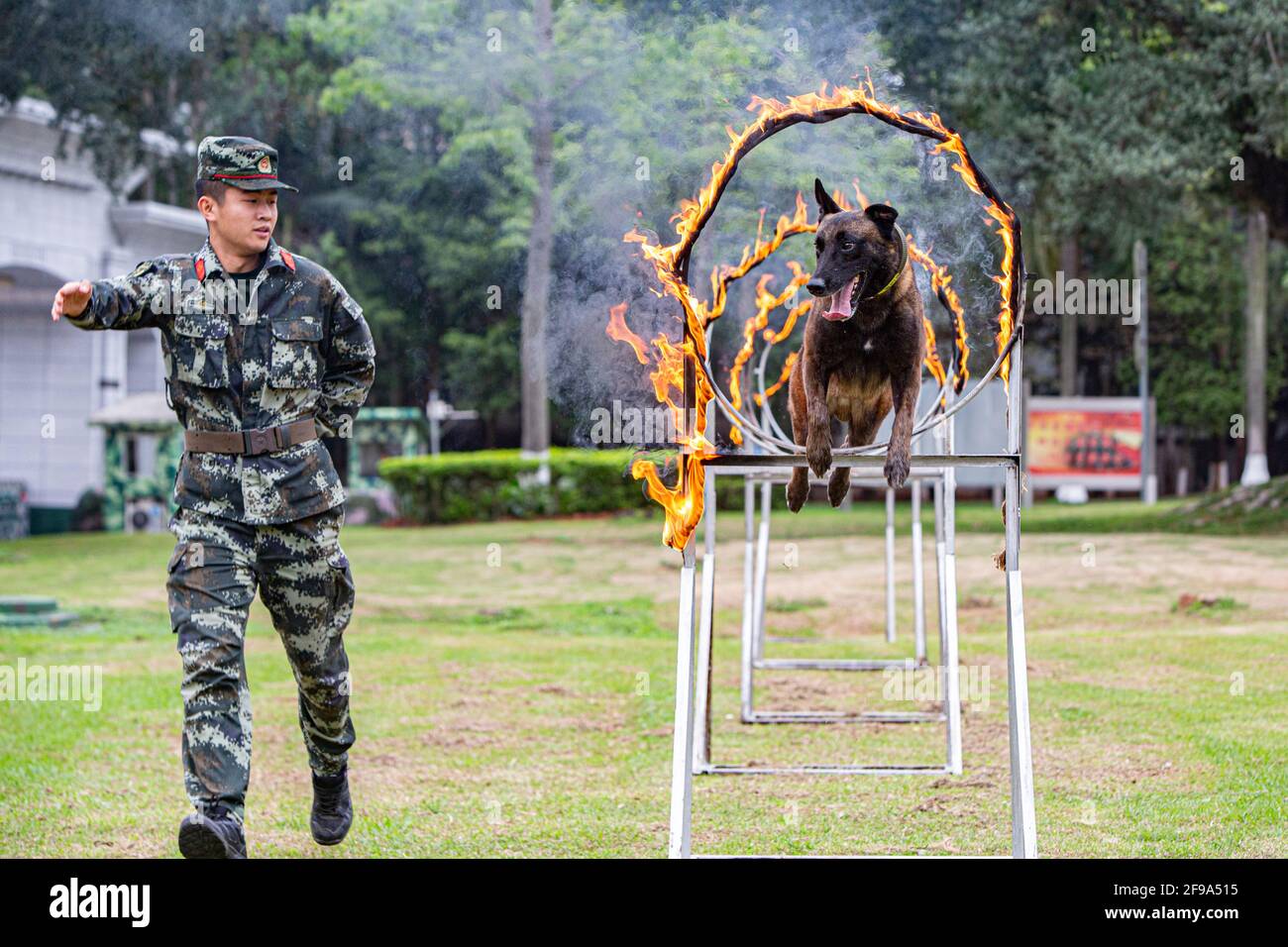 Nanning, China. 17th Apr, 2021. A military dog is trained by its ...