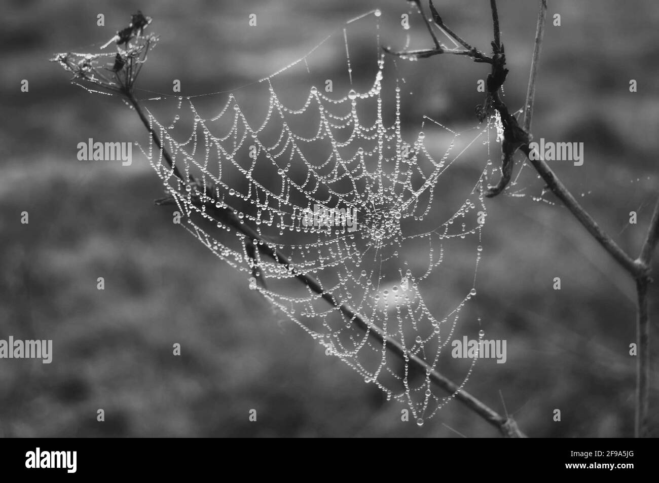 Grayscale shot of spider web with moisture Stock Photo - Alamy