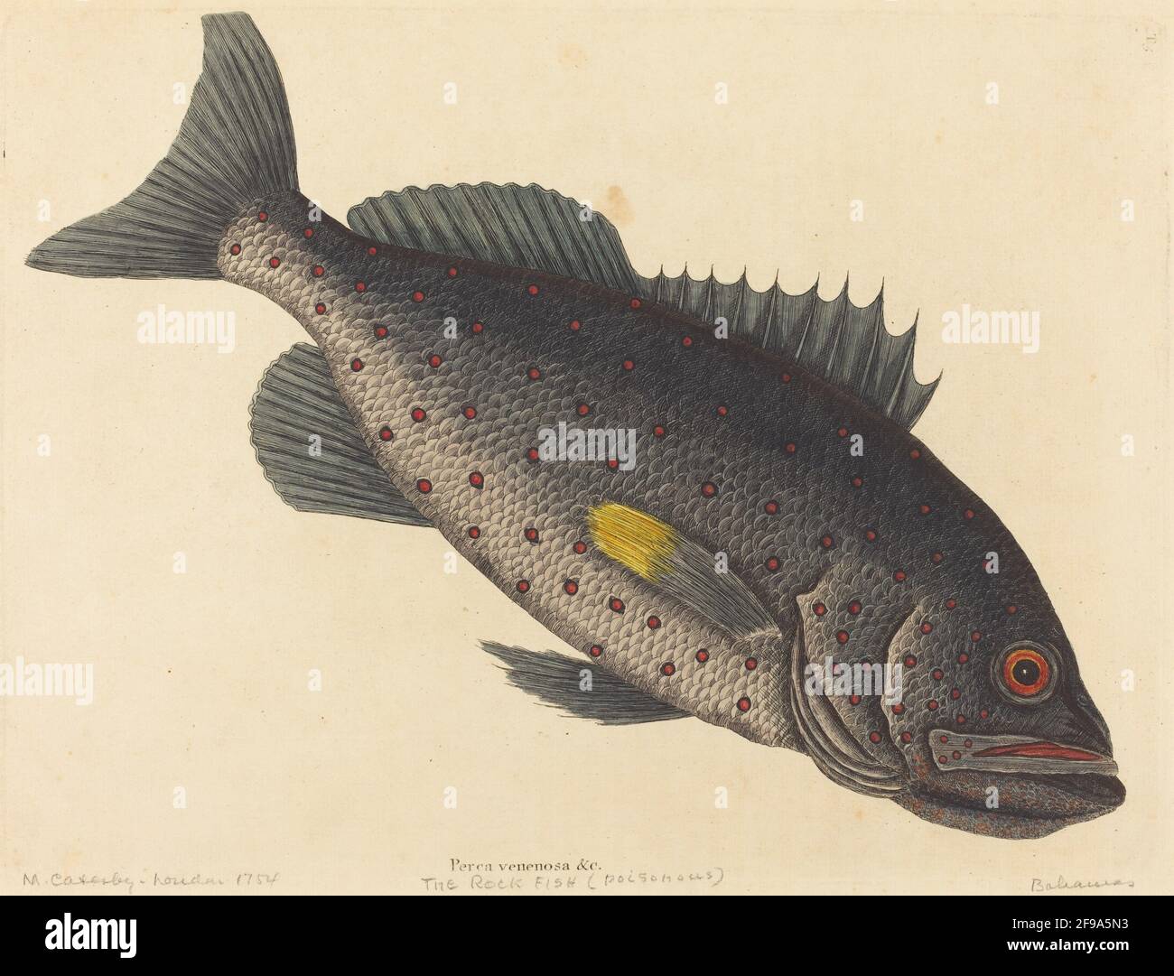 The Rock Fish (Perca venenosa), published 1754 Stock Photo - Alamy