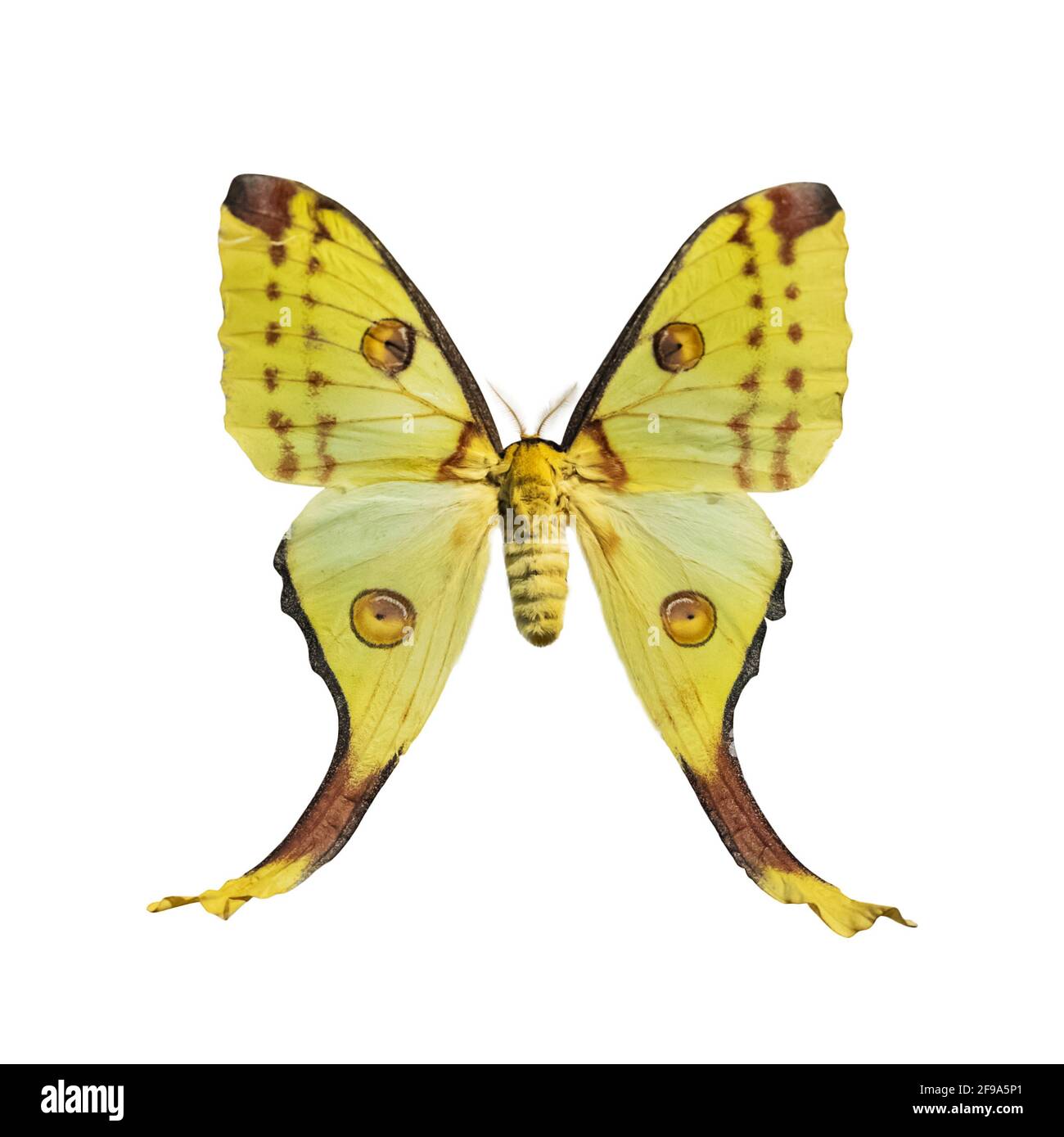 Attractive to insects Cut Out Stock Images & Pictures - Alamy