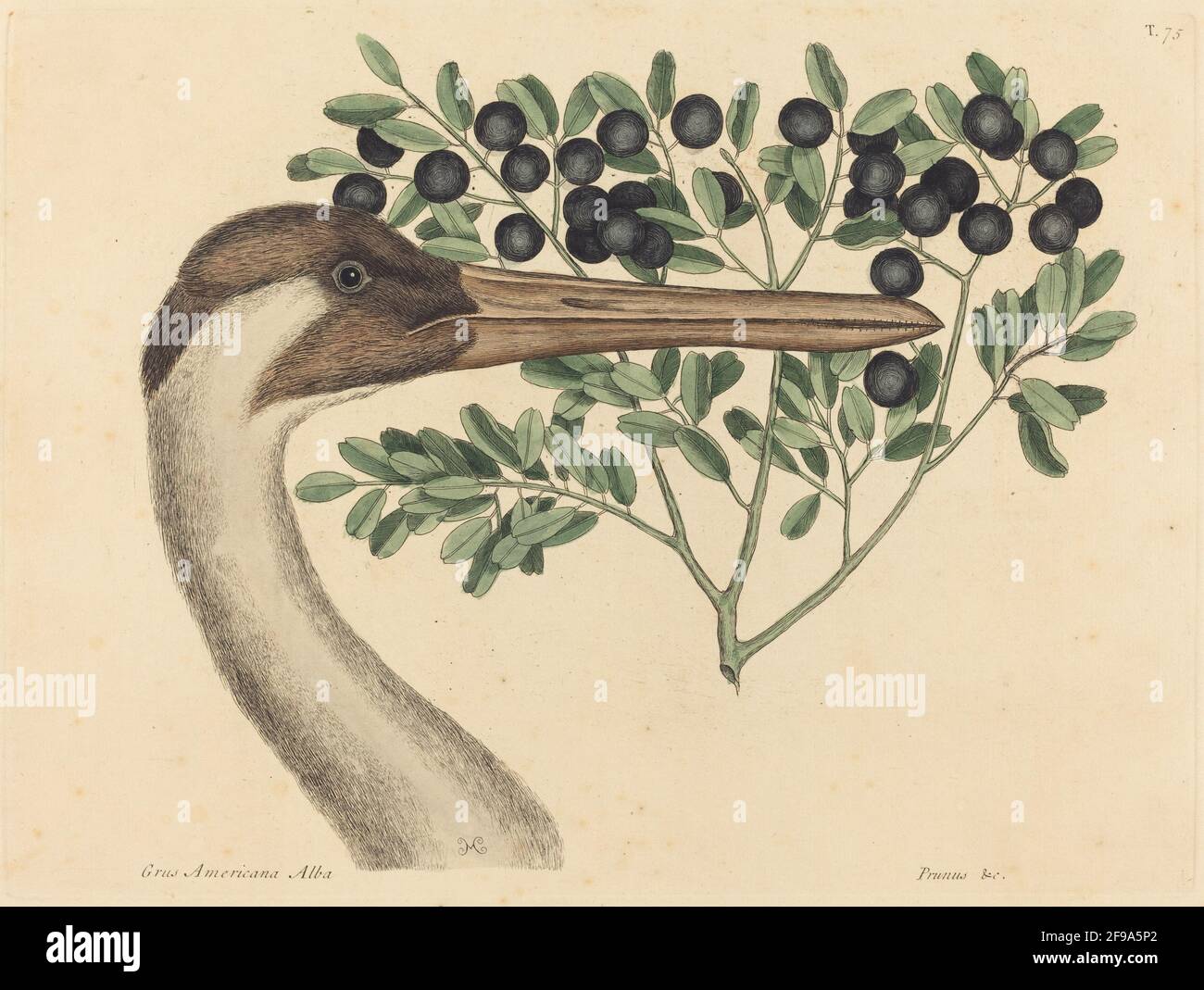 The Hooping Crane (Ardea Americana), published 1731-1743 Stock Photo ...