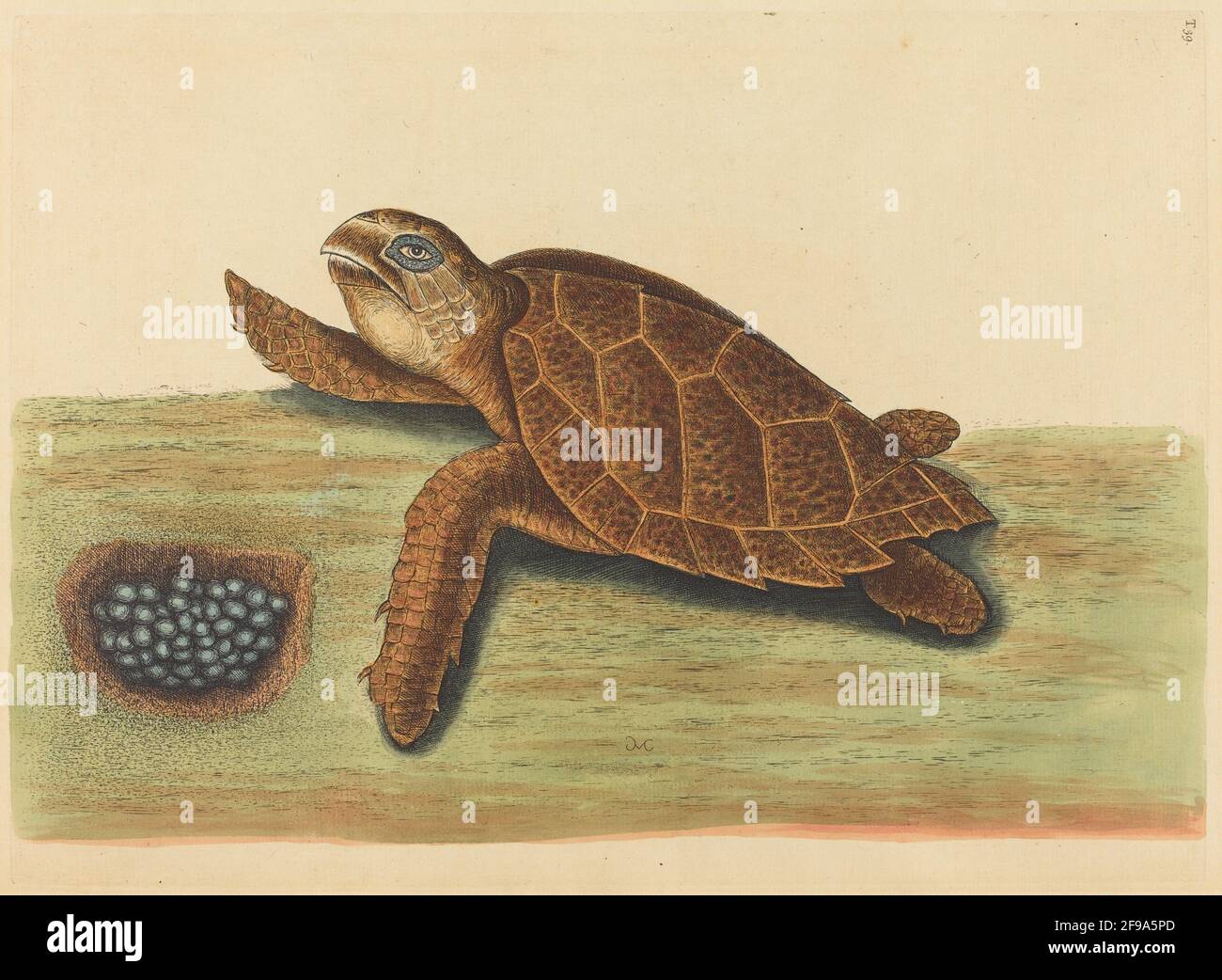 The Hawks-bill Turtle (Testudo caretta), published 1731-1743 Stock ...