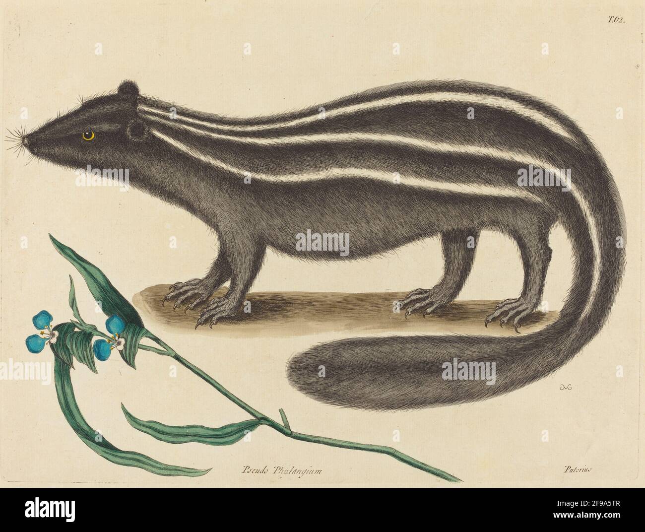 Viverra hi-res stock photography and images - Alamy