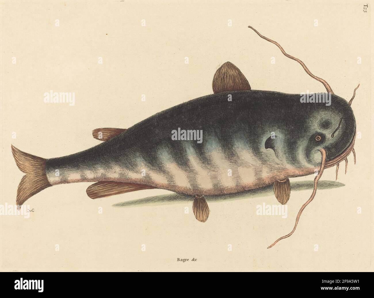The Cat Fish (Silurus catus), published 1754 Stock Photo - Alamy