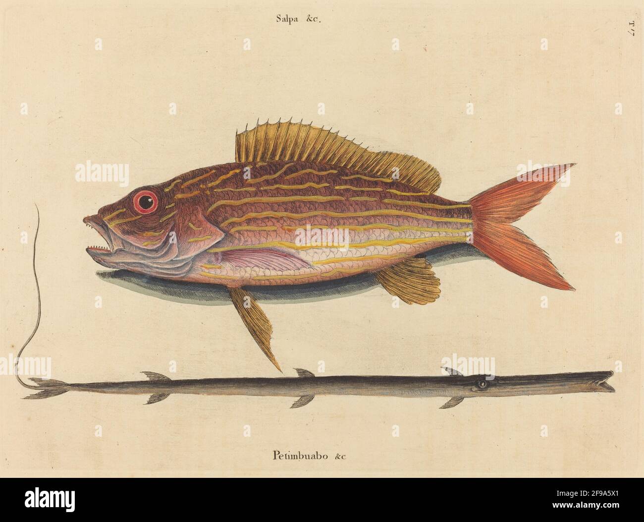 Lane Snapper High Resolution Stock Photography and Images - Alamy