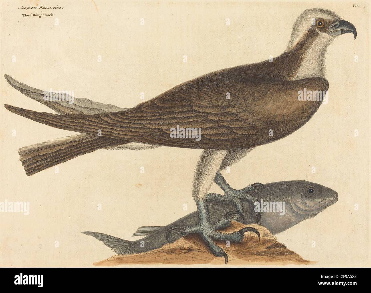 Talon on caught fish hi-res stock photography and images - Alamy