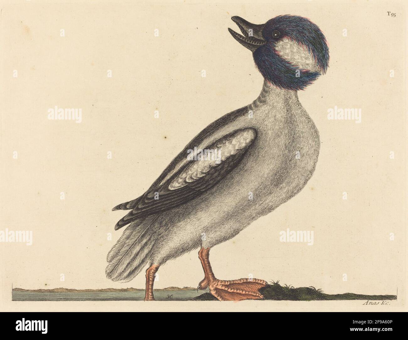 The Buffel's Head Duck (Anas bucephala), published 1731-1743 Stock ...