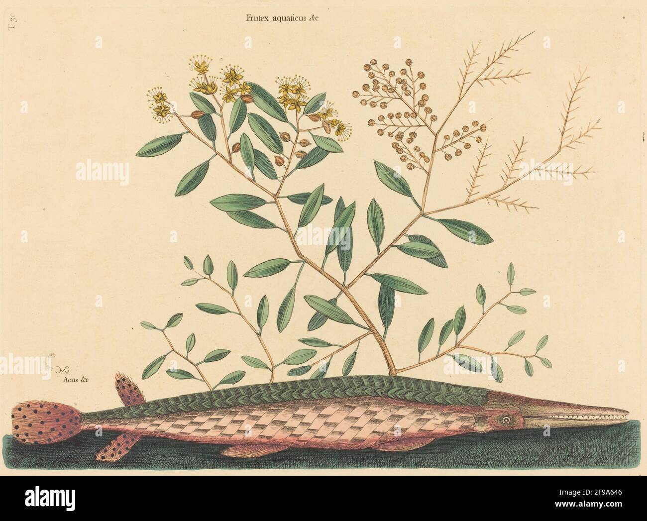 Green gar fish hi-res stock photography and images - Alamy