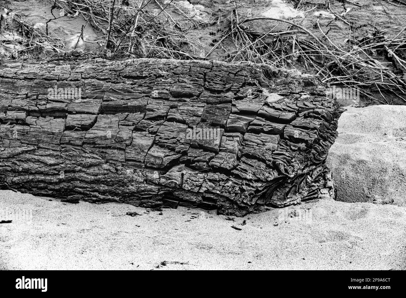 Grayscale shot of old wooden board texture on the ground Stock Photo ...