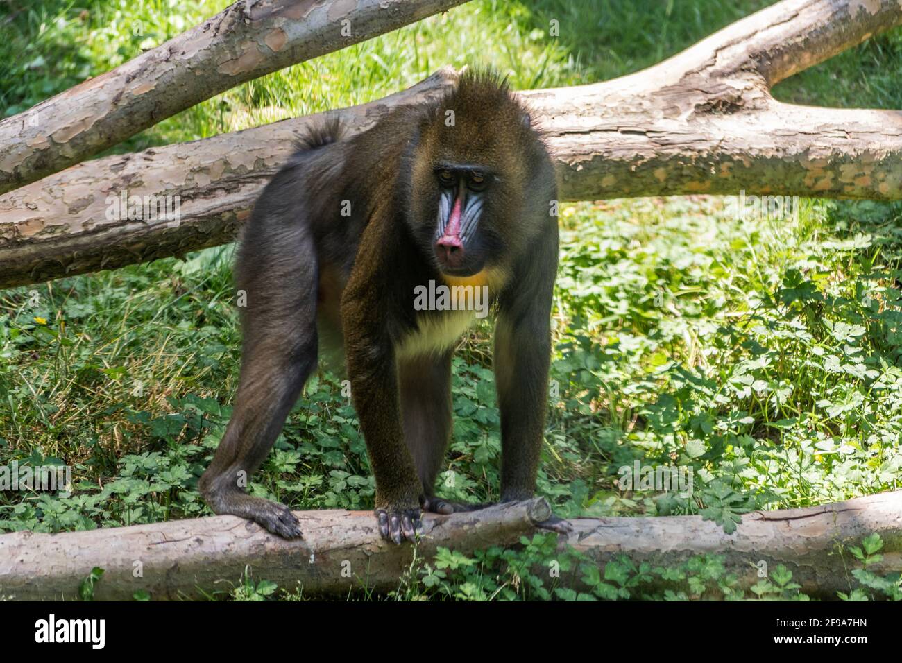 Mandrill Tree High Resolution Stock Photography and Images - Alamy