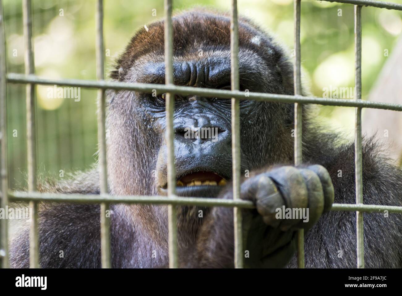 Selective focus shot of a gorilla in the cage Stock Photo - Alamy