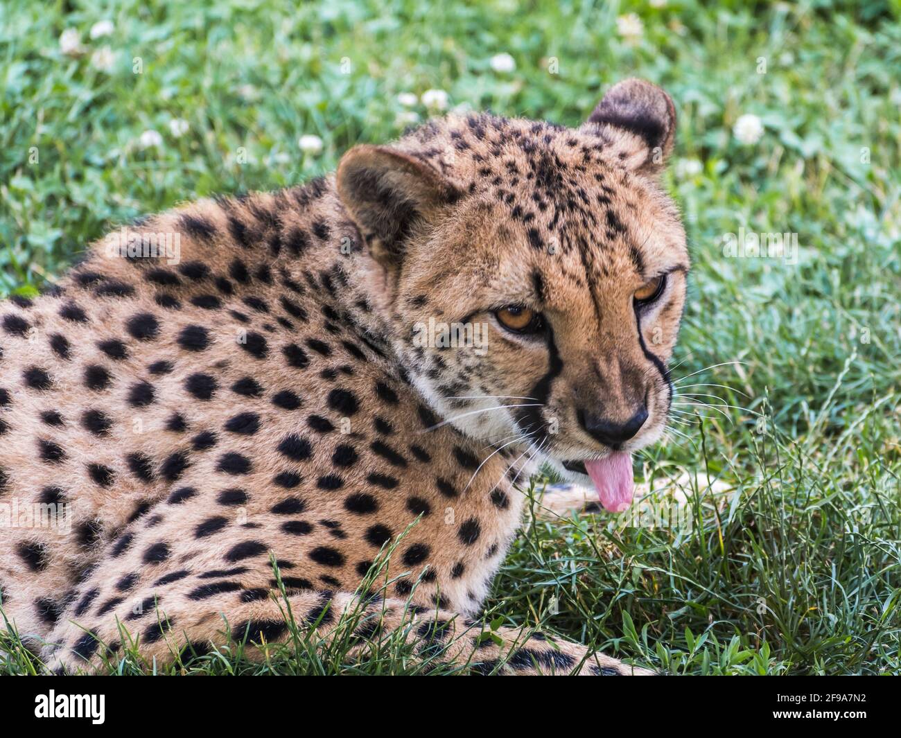Close-up shot of a cheetah looking to the side with his tongue shown ...