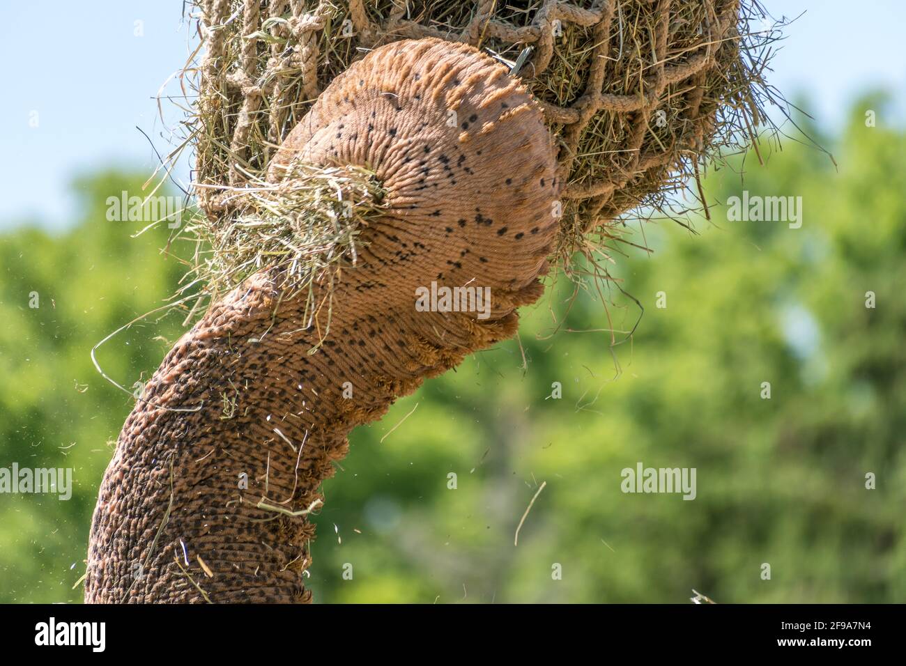 Close-up shot of an elephant trunk picking up food to eat Stock Photo ...