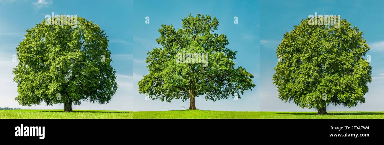 Green trees a hi-res stock photography and images - Alamy