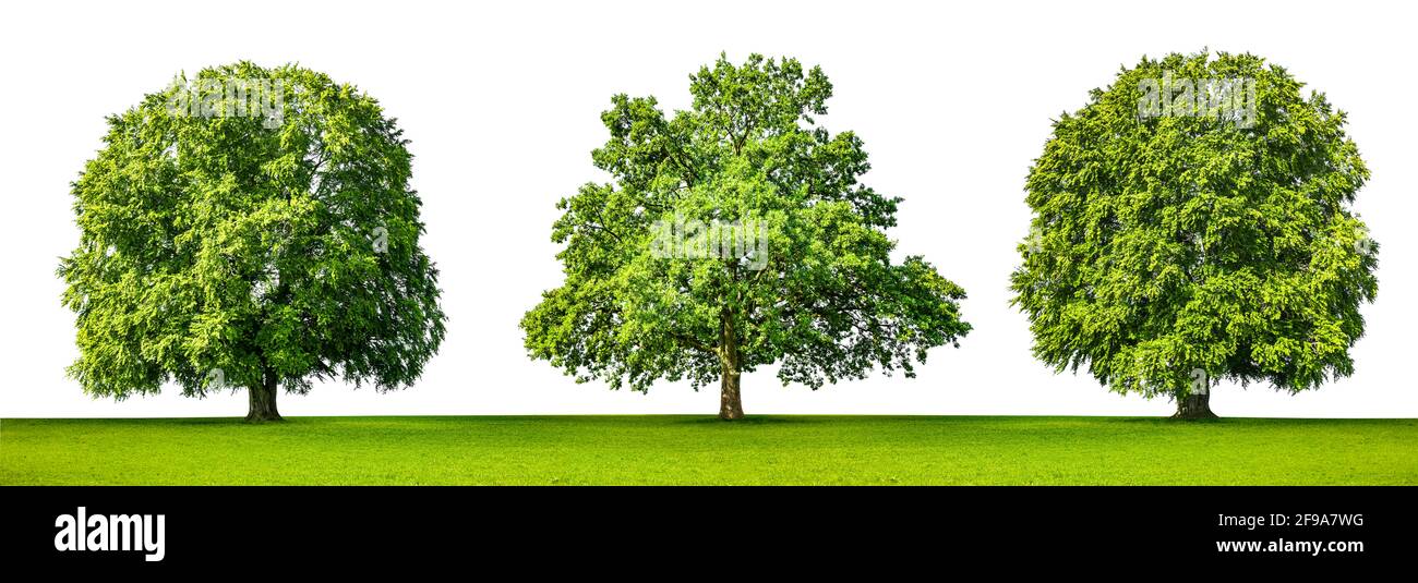 Three oak trees hi-res stock photography and images - Alamy