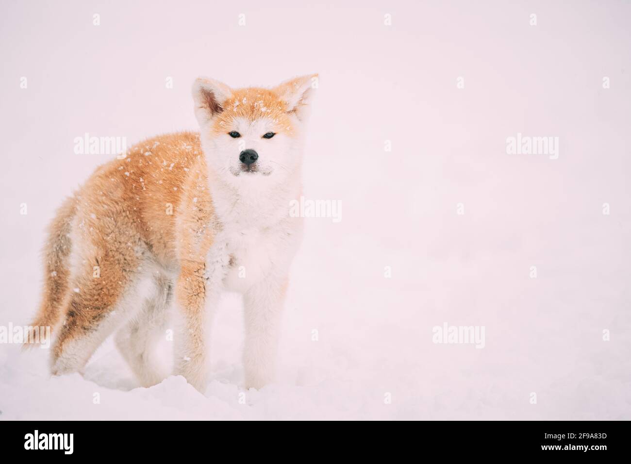 Puppy Of Akita Dog Or Akita Inu, Japanese Akita Standing In Snow At ...