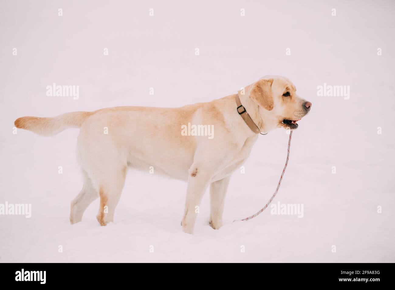 Funny labrador hi-res stock photography and images - Alamy