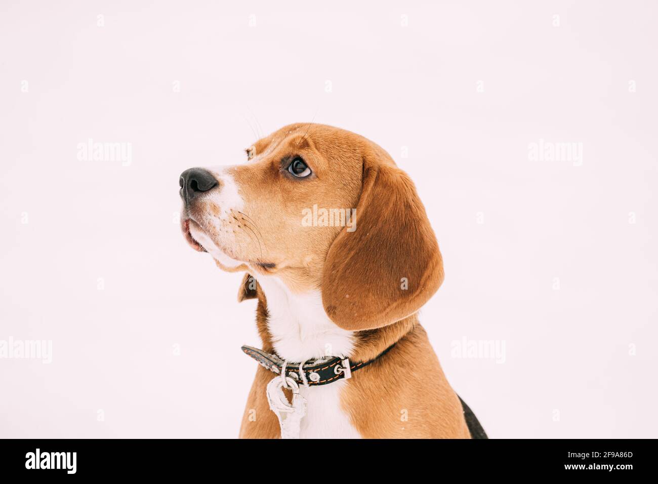 English beagle hi-res stock photography and images - Alamy