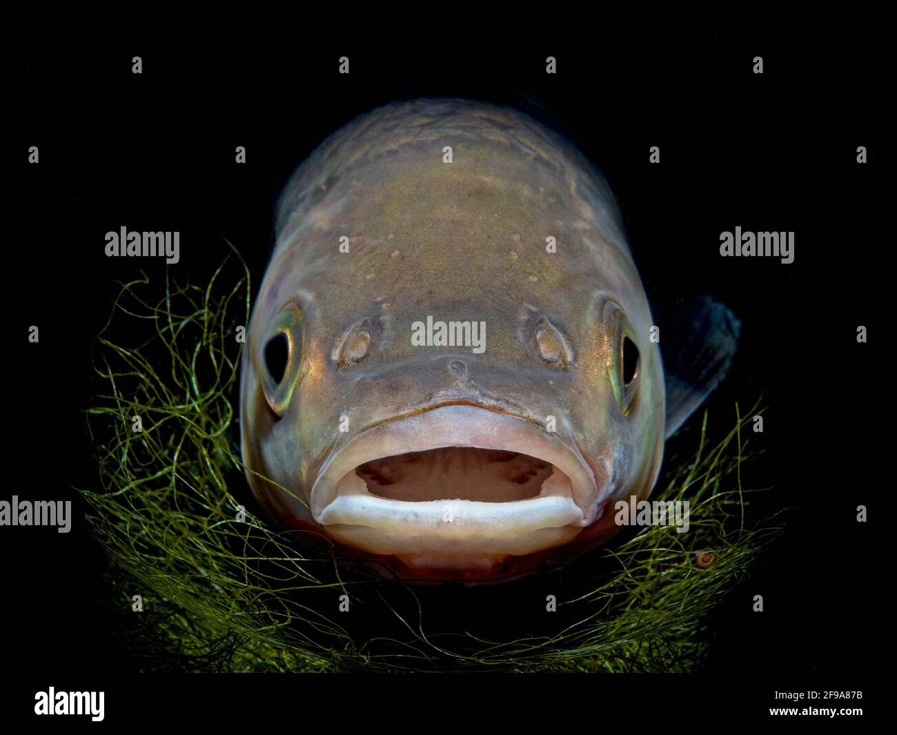 Chub (Squalius cephalus, Syn .: Leuciscus cephalus), also called Alet ...