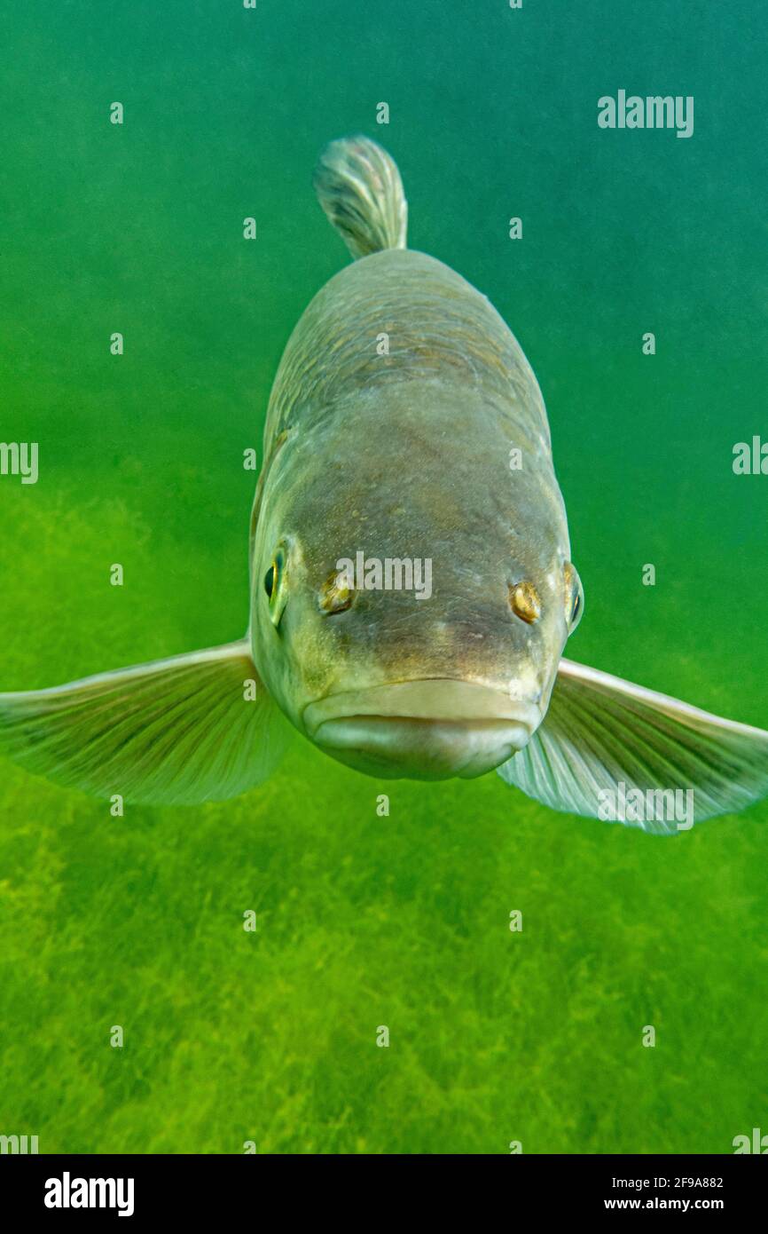 Coarse fish underwater hi-res stock photography and images - Alamy