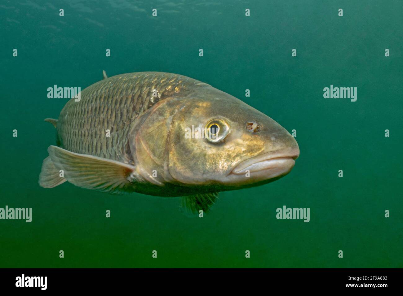 Eitel or aitel hi-res stock photography and images - Alamy