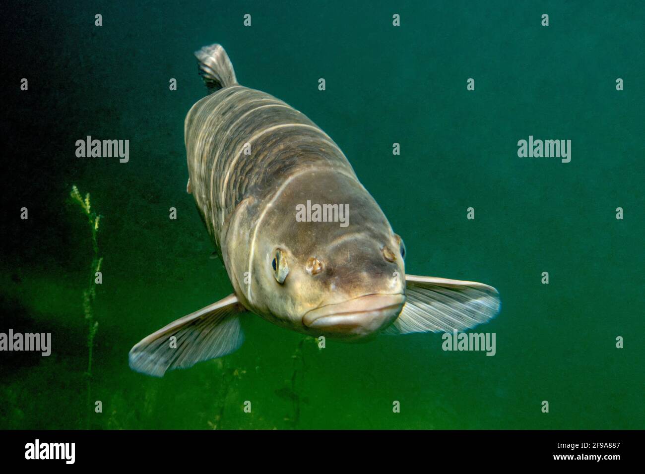 Chub fish hi-res stock photography and images - Alamy