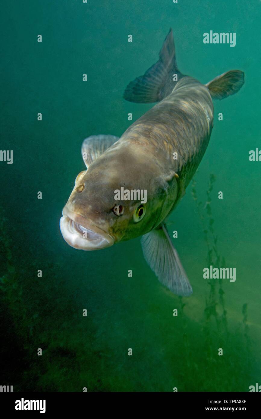 Common chub hi-res stock photography and images - Alamy